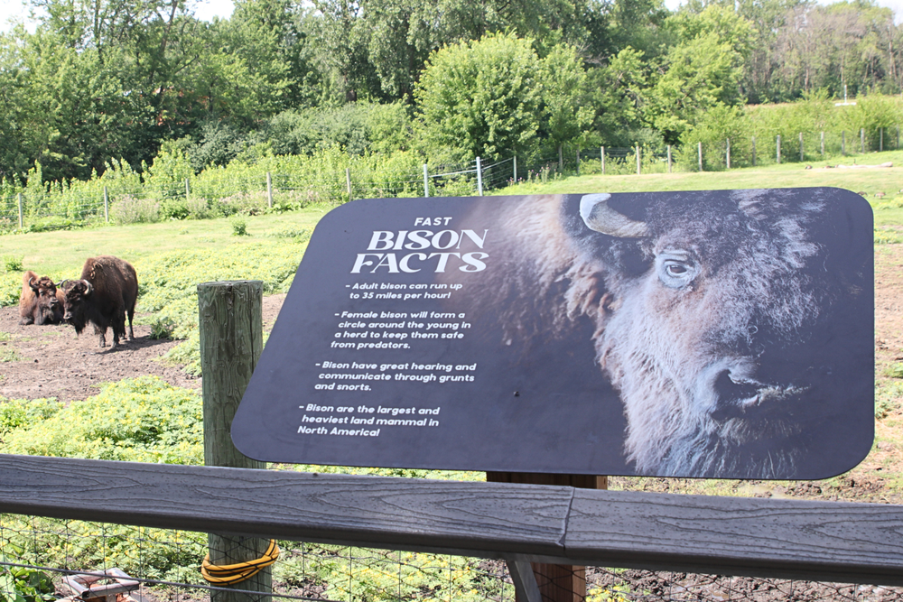 How local artists use their talents to beautify the zoo