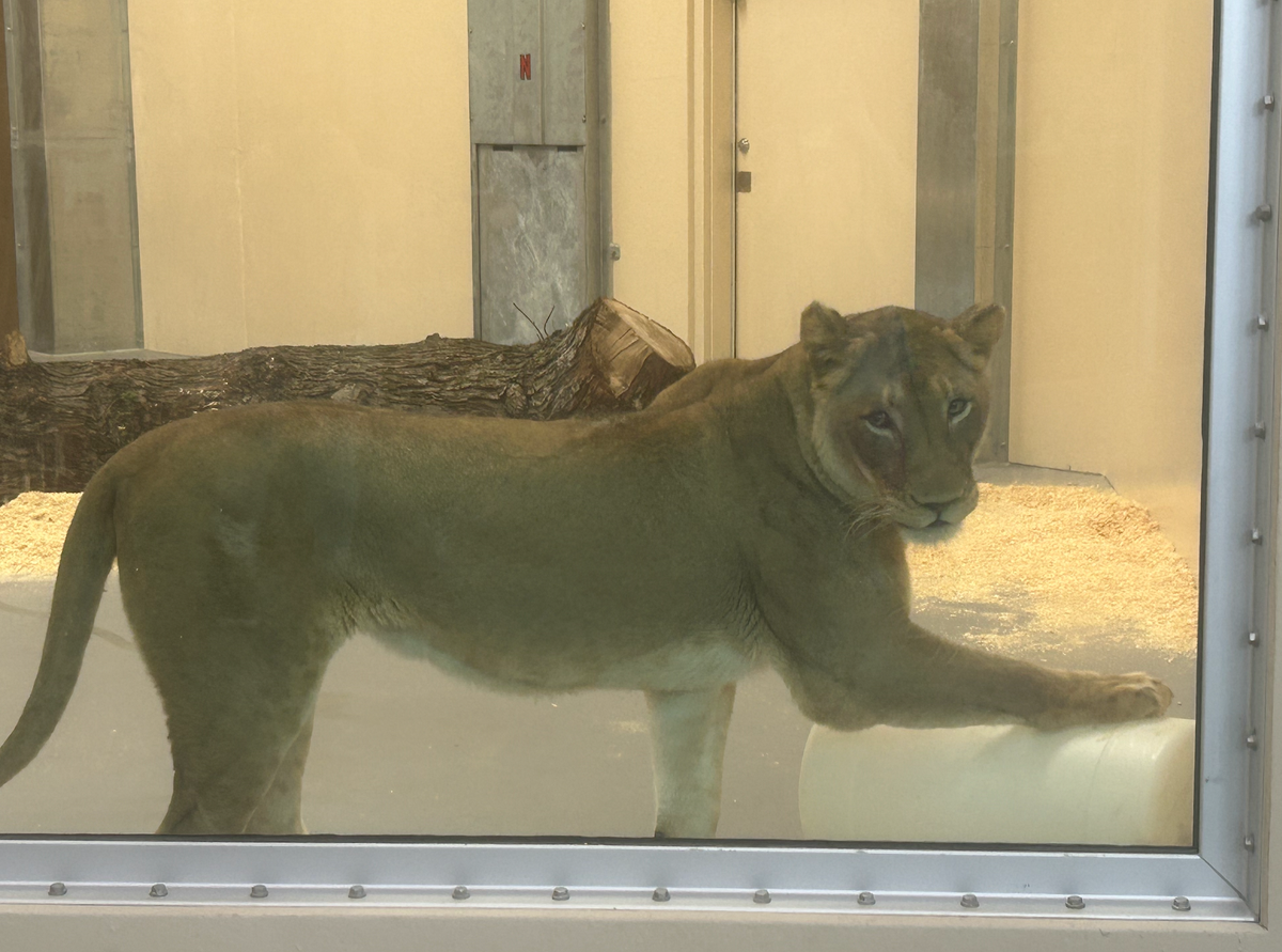 Everything you need to know about the zoo's new lion exhibit