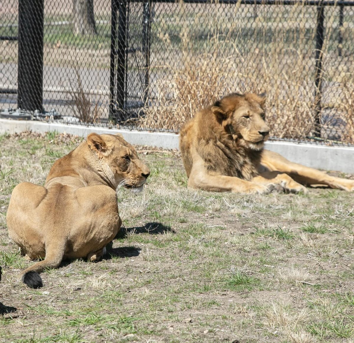 How the zoo brought two lions together in the same habitat